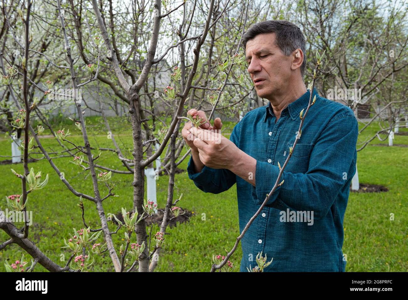 Gardener looking cherry orchard blooming hi-res stock photography and ...