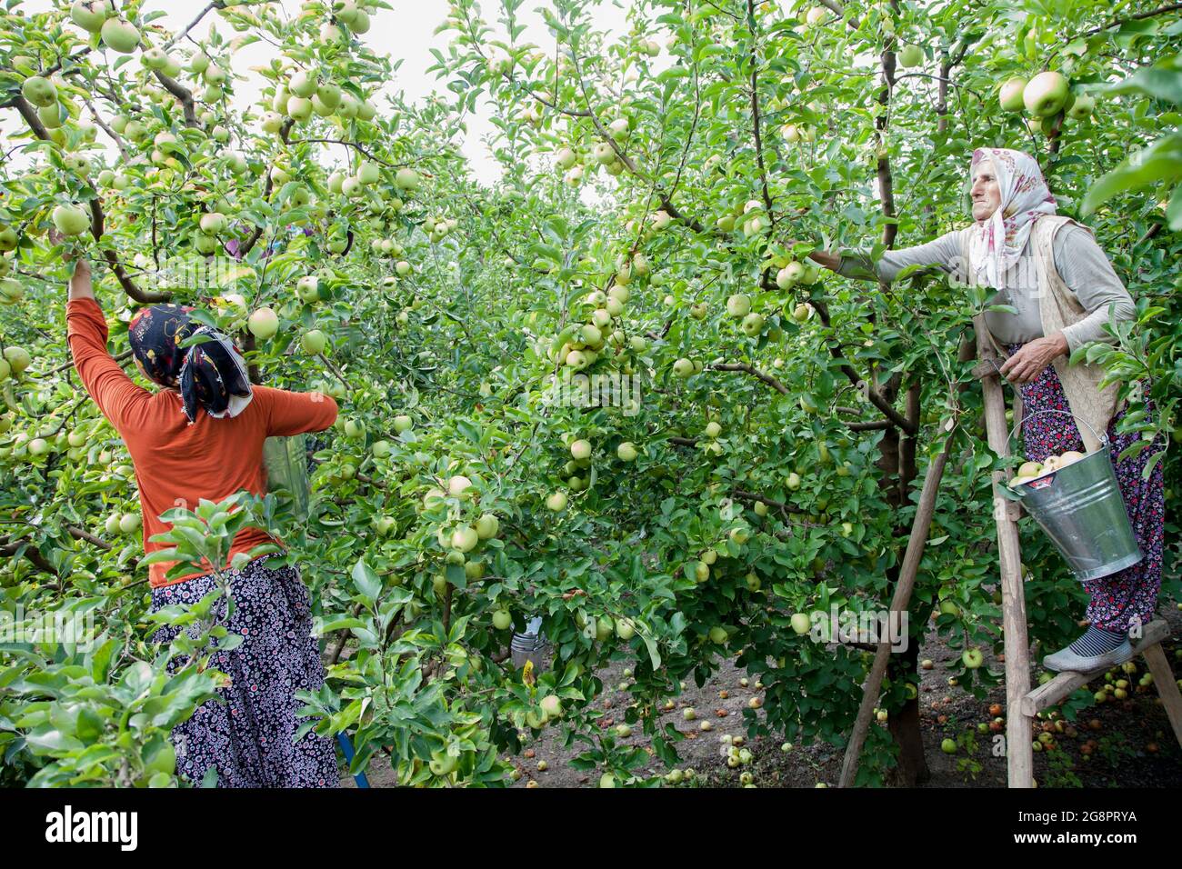 Farmers harvesting apples in hi-res stock photography and images - Alamy