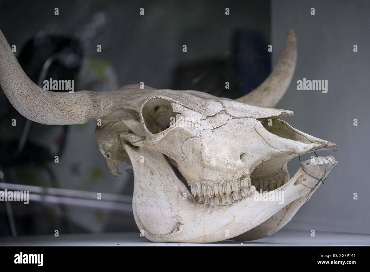 Ruminant skull teeth hi-res stock photography and images - Alamy