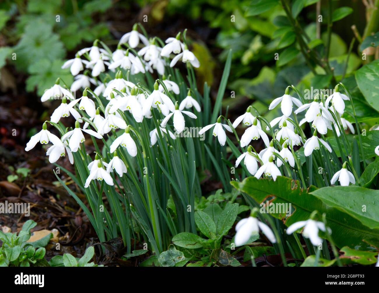 Garden bulbs hi-res stock photography and images - Alamy