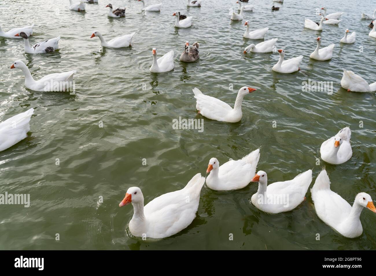 Gaggle of white geese in a lake Stock Photo - Alamy
