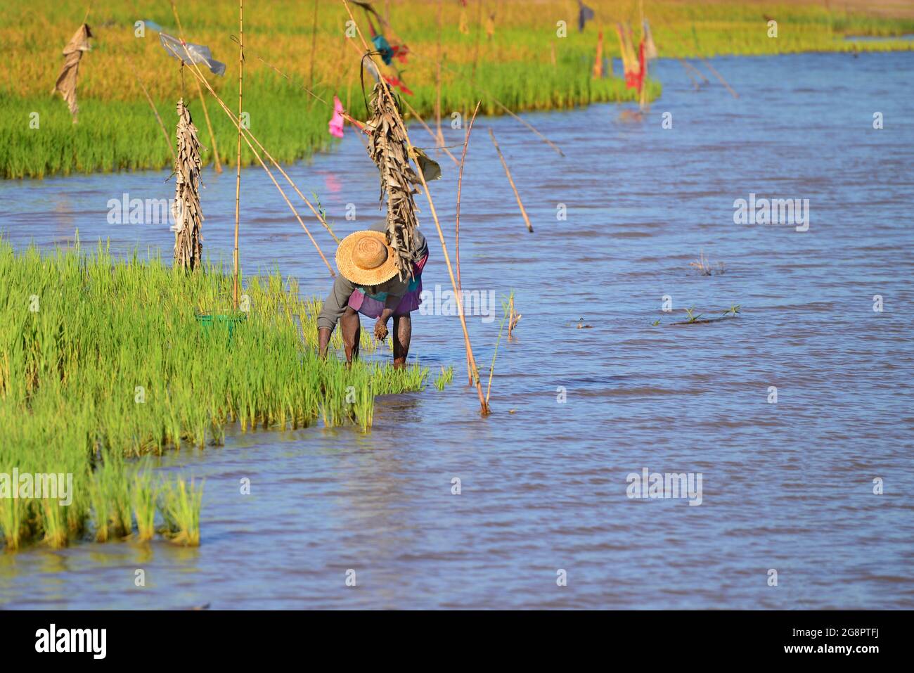 Harvesting rice hi-res stock photography and images - Alamy