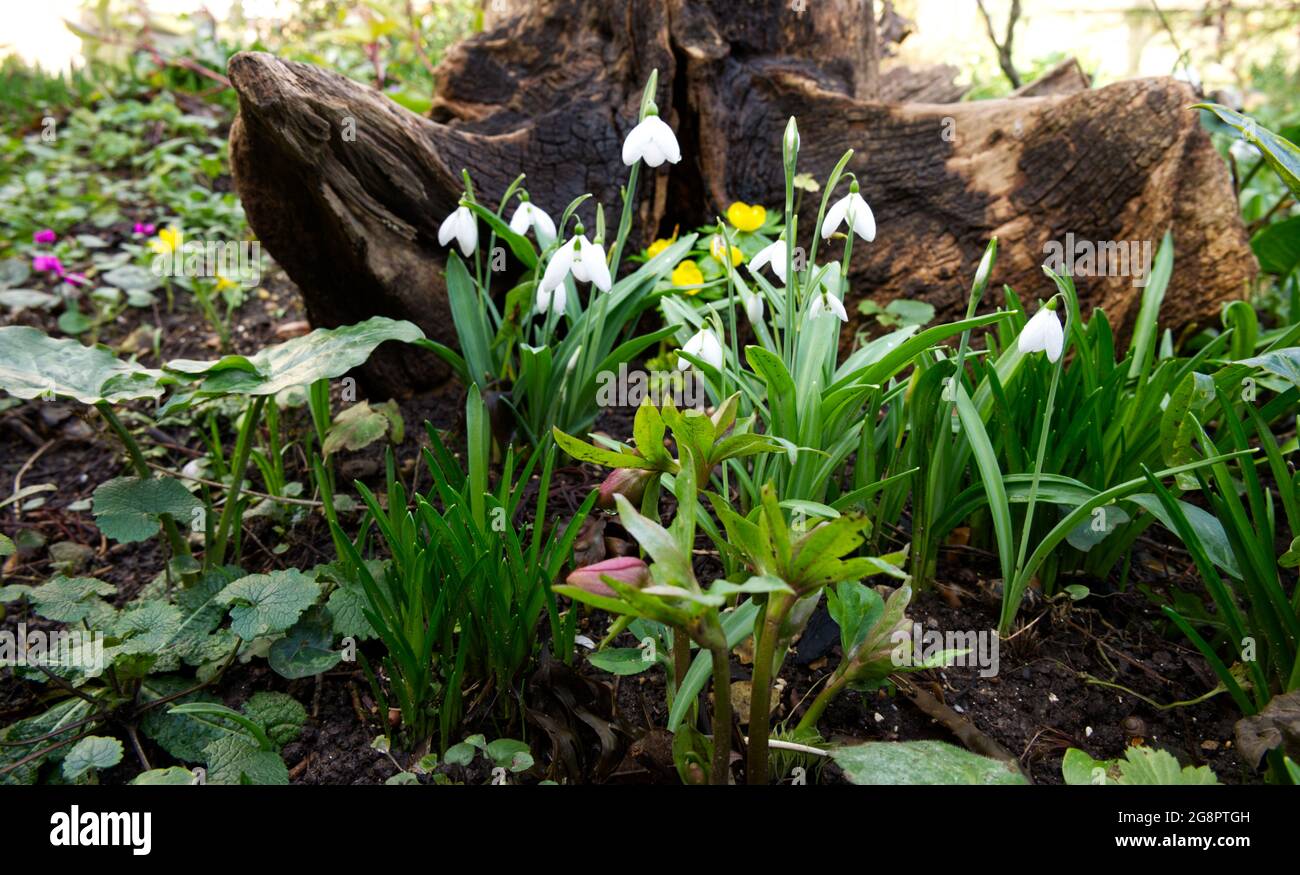 Winter flowers snowdrops (galanthus nivalis) and aconites ( Eranthis ...