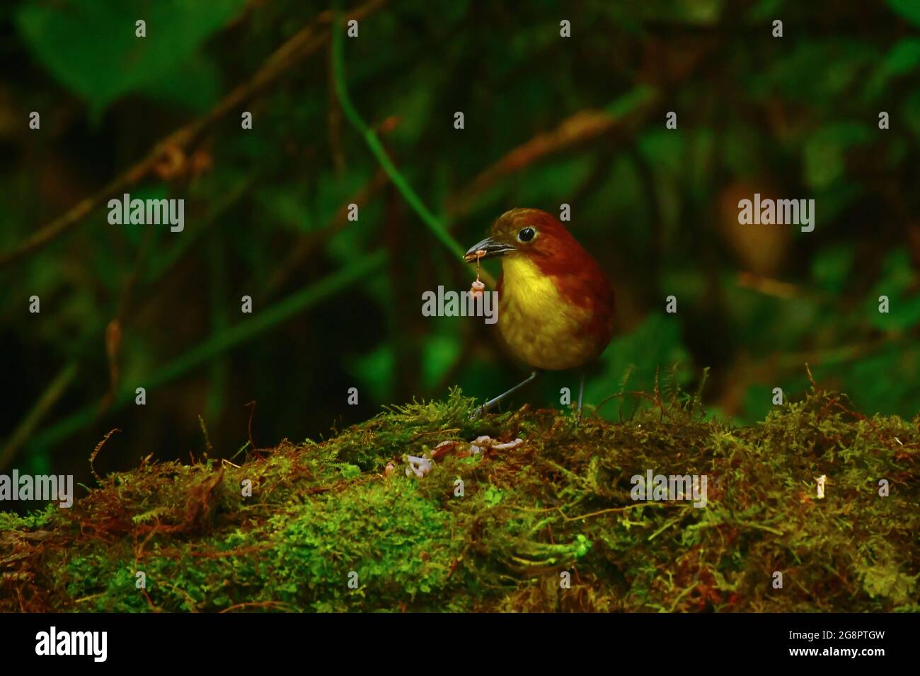 Worm eating bird hi-res stock photography and images - Alamy