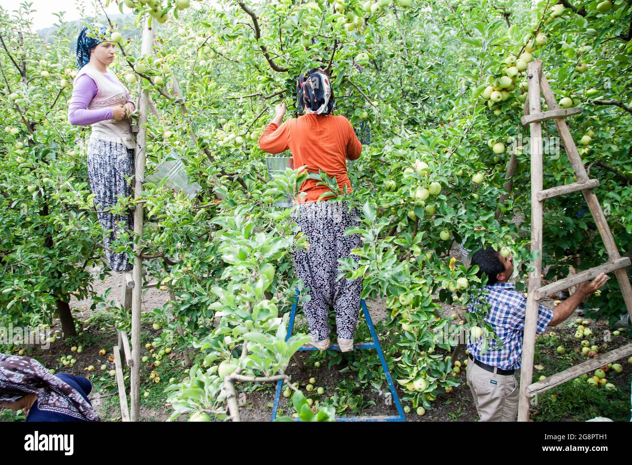 Farmers harvesting apples in hi-res stock photography and images - Alamy