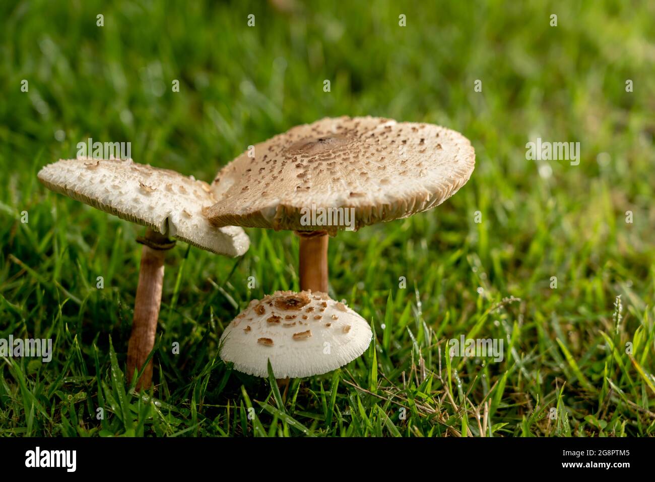 Rain mushrooms hi-res stock photography and images - Alamy