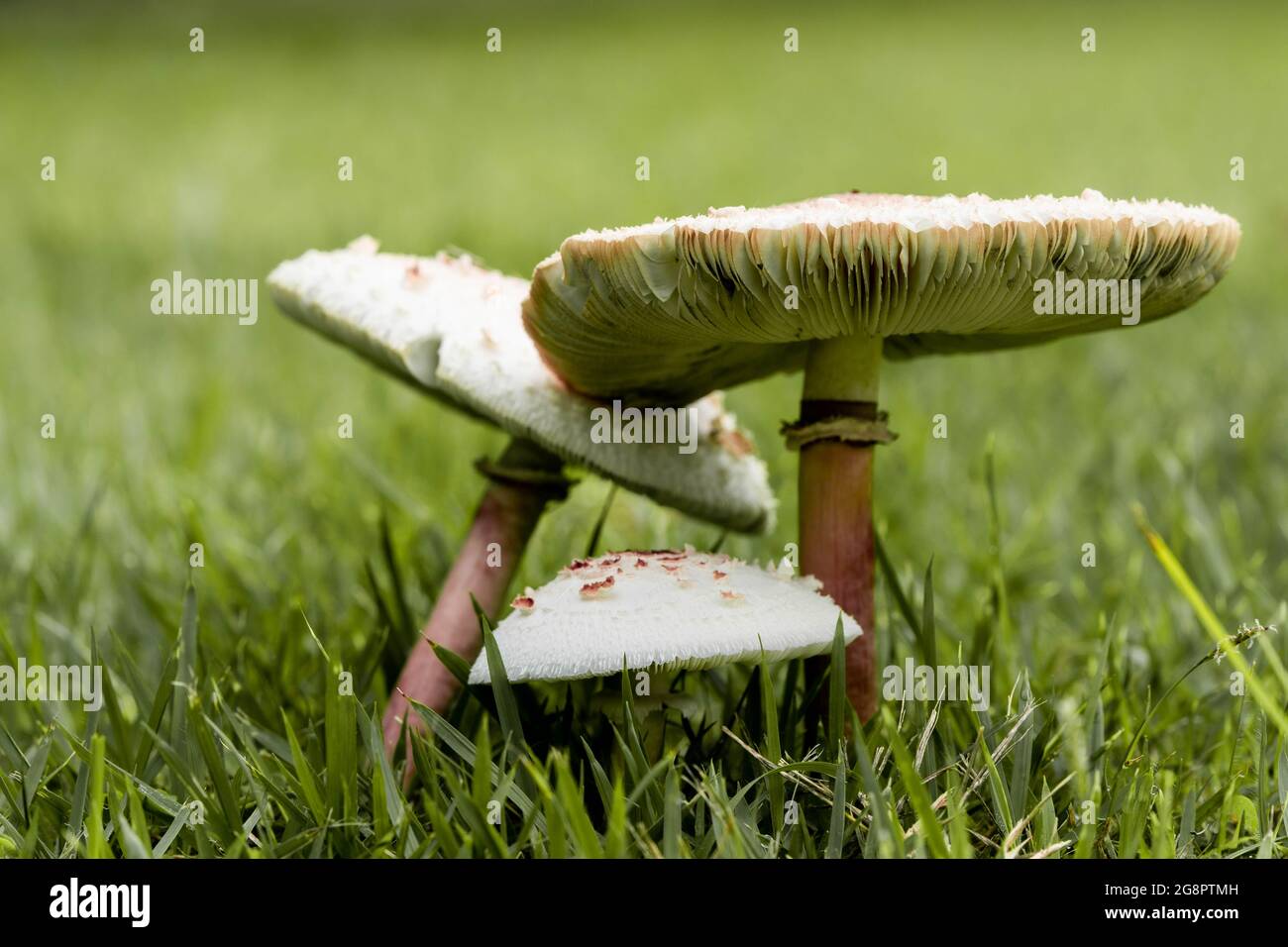 Rain mushrooms hi-res stock photography and images - Alamy