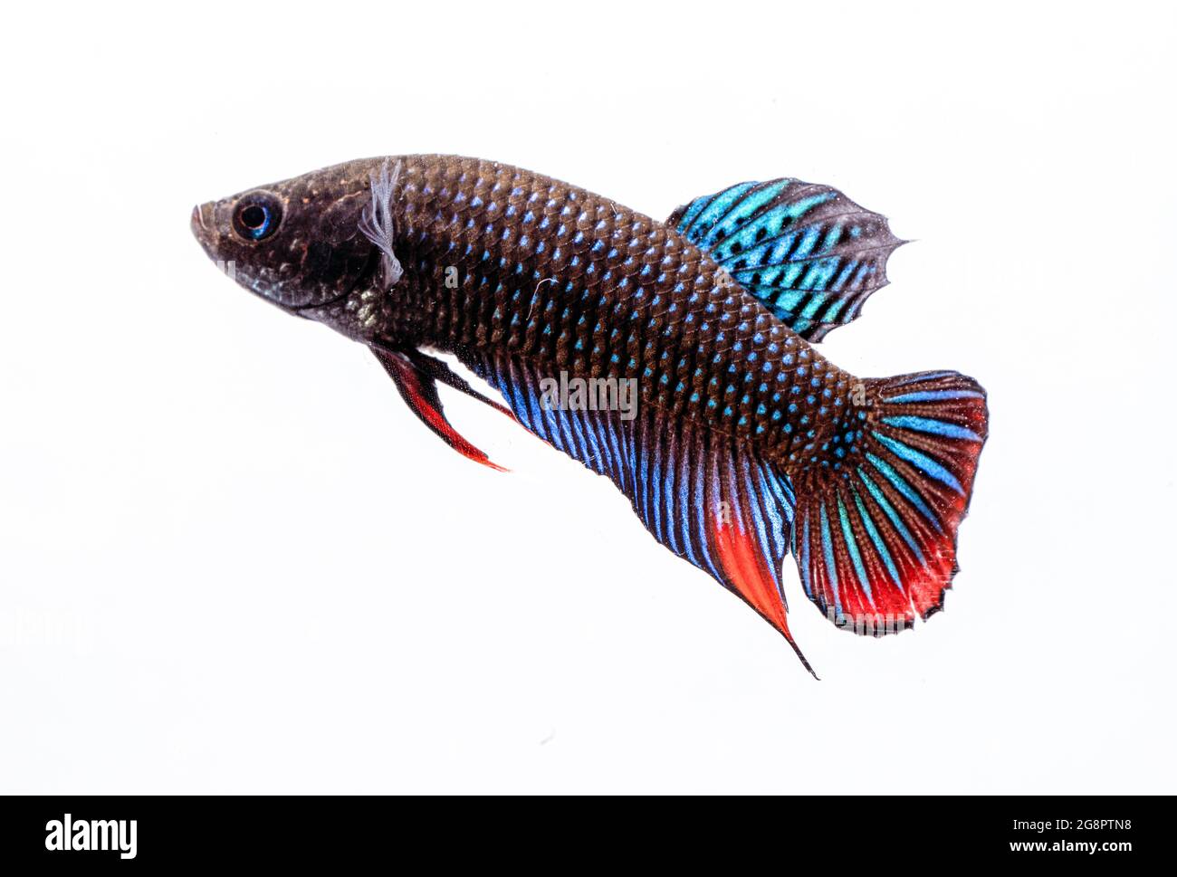 Preparing to fight Stock Photo - Alamy