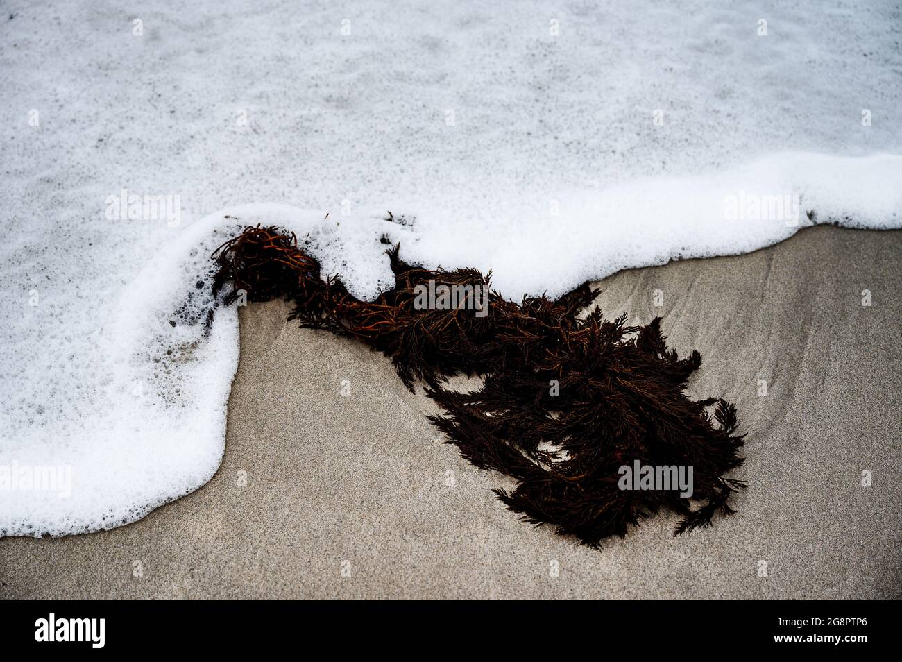 Mass of seaweed washed up on a California beach Stock Photo - Alamy
