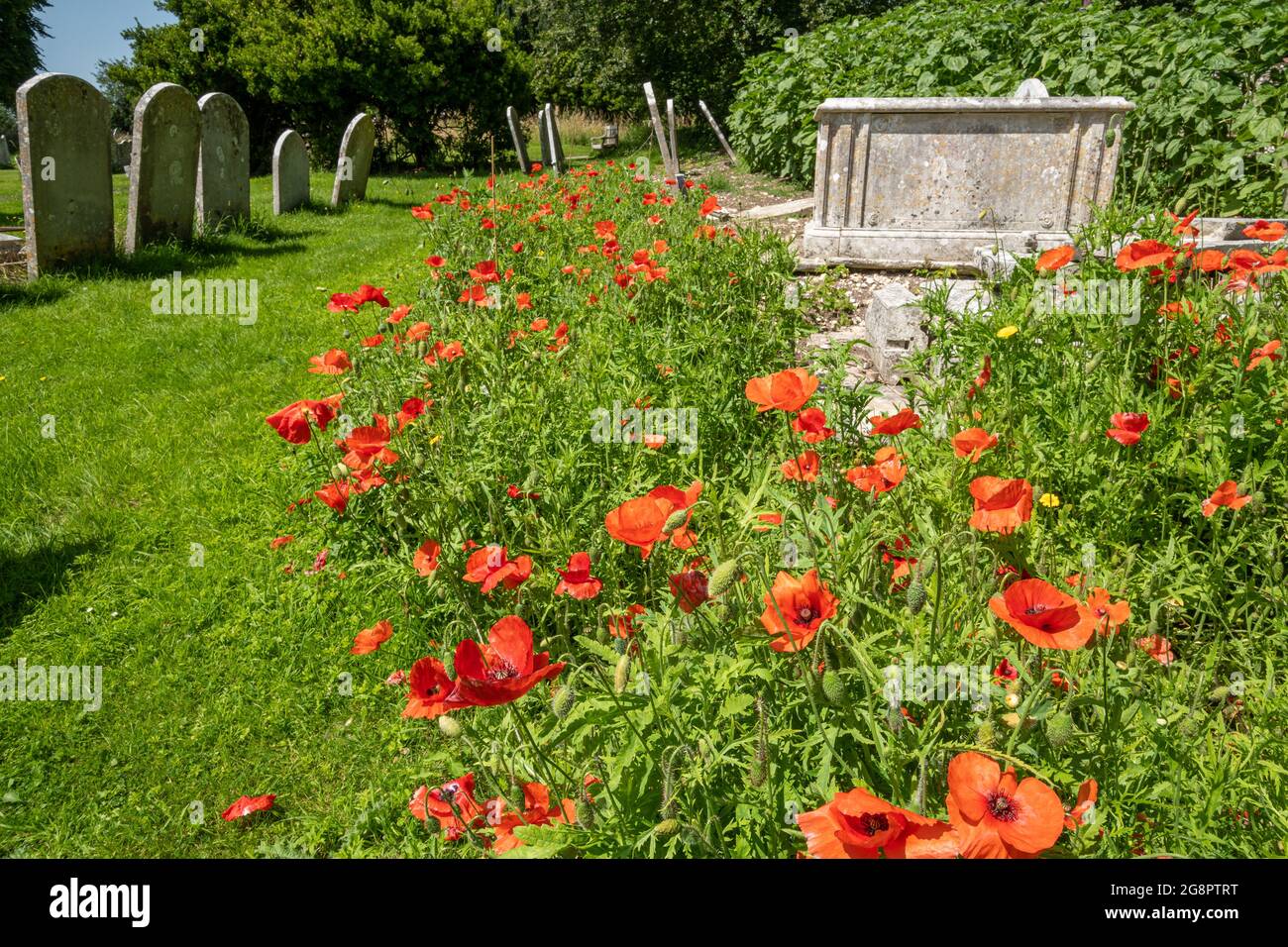Red poppies growing in an English churchyard, UK, during summer Stock ...