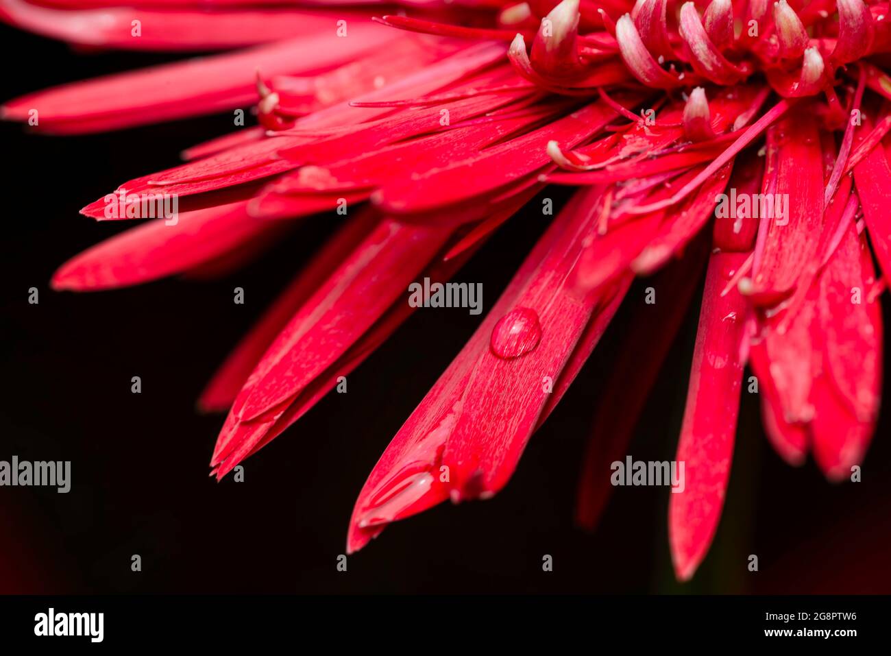 Close up of a beautiful gerbera flower Stock Photo - Alamy