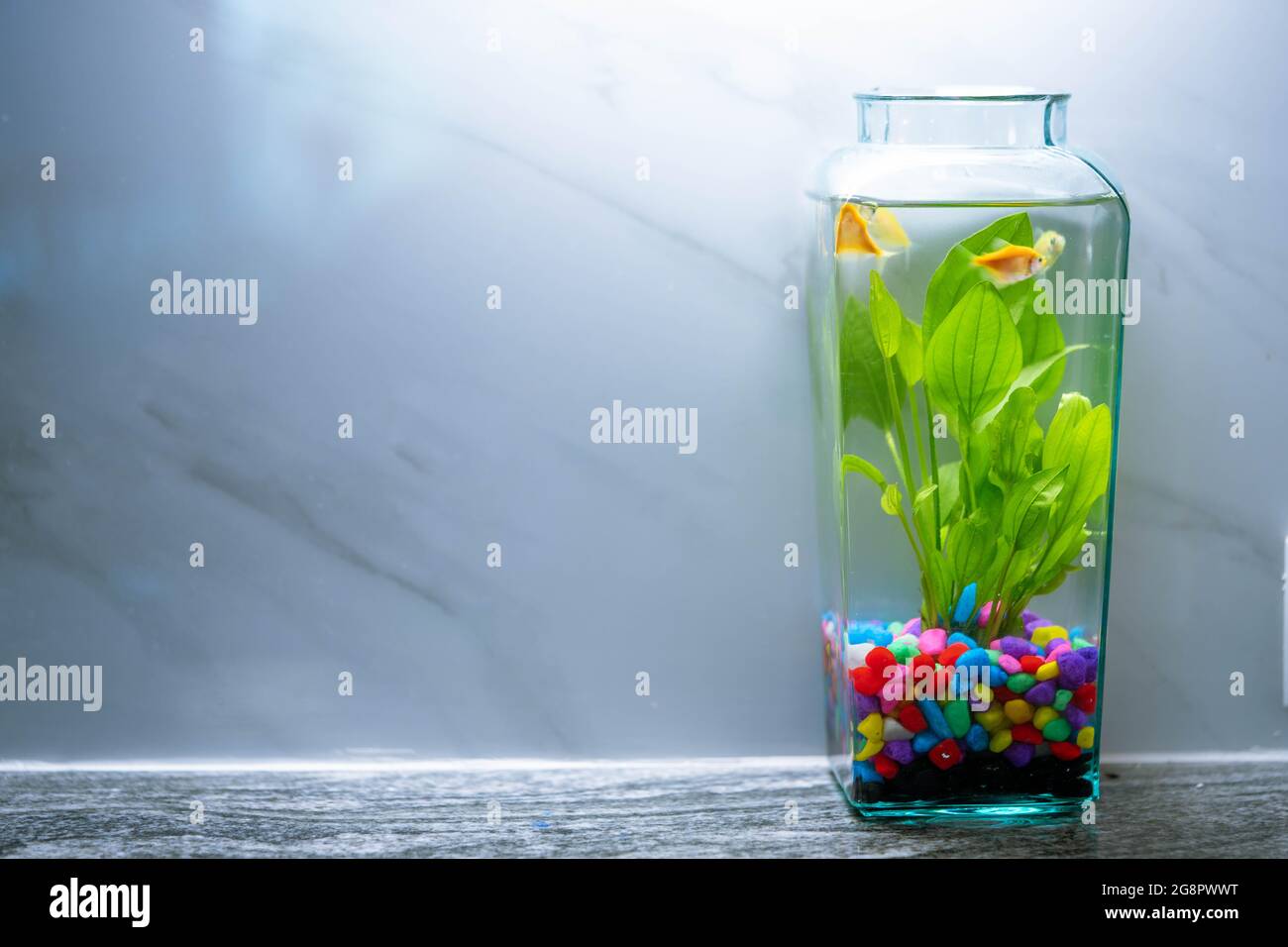Hobby raising fish or fed fish in the fish bolw with aquatic plants ...