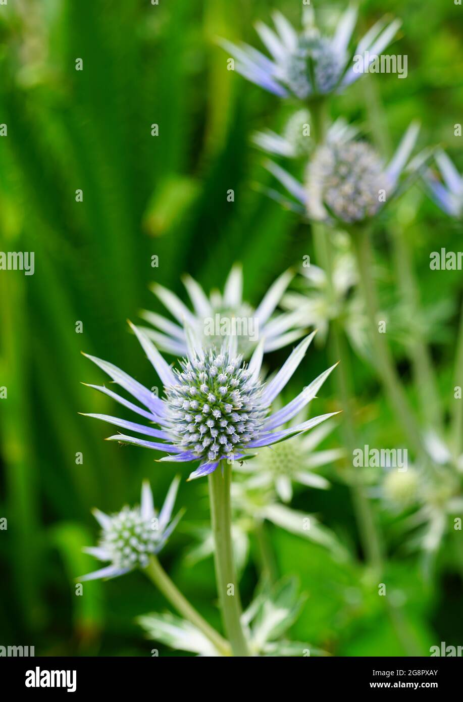 Sea Holly blue thistle Eryngium flowers growing in the garden Stock ...