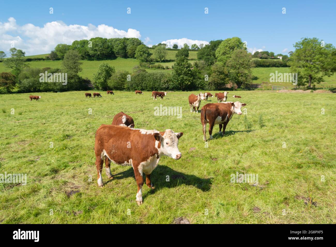 Hereford beef cattle Stock Photo - Alamy