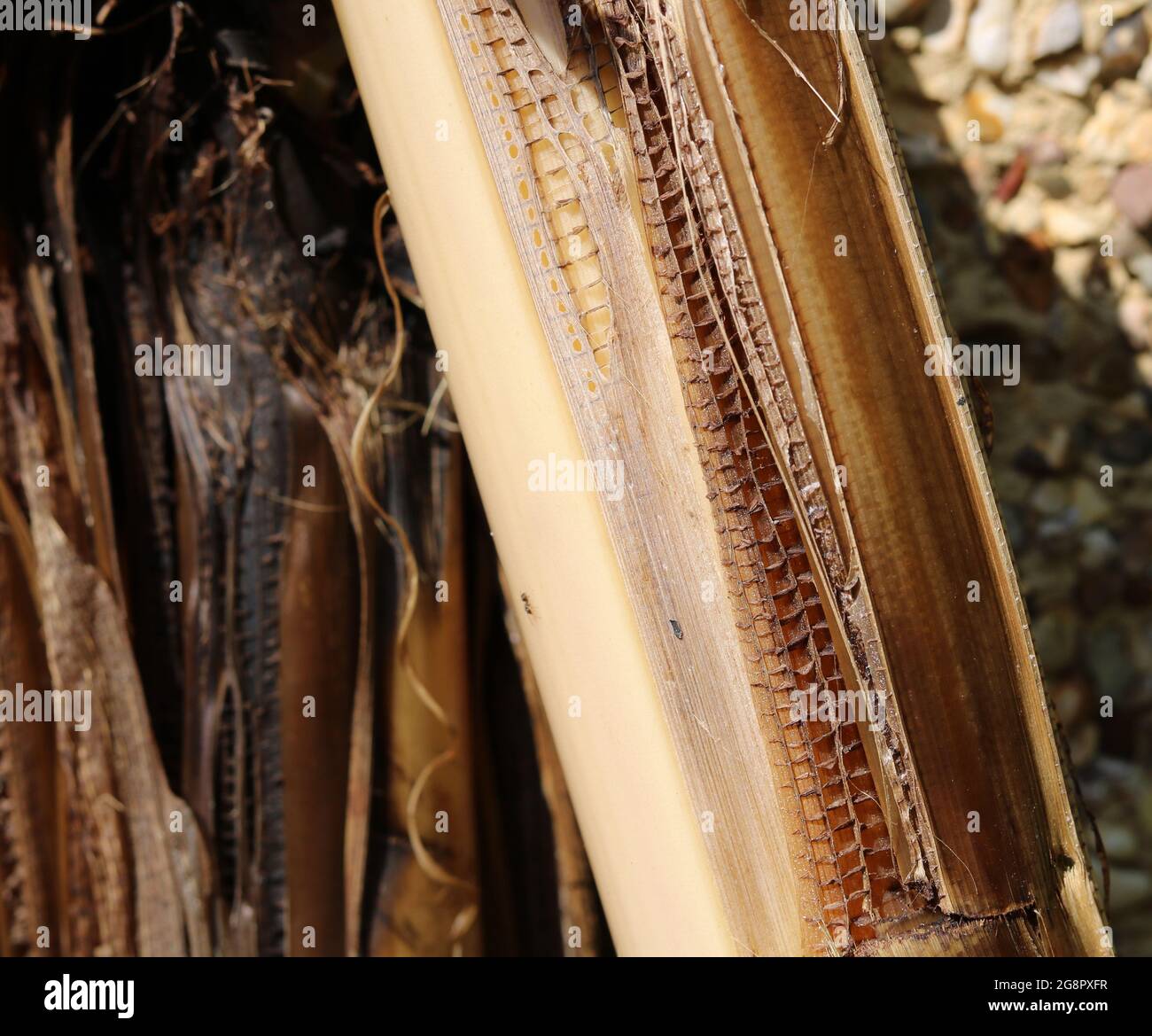 Banana tree trunk hi-res stock photography and images - Alamy