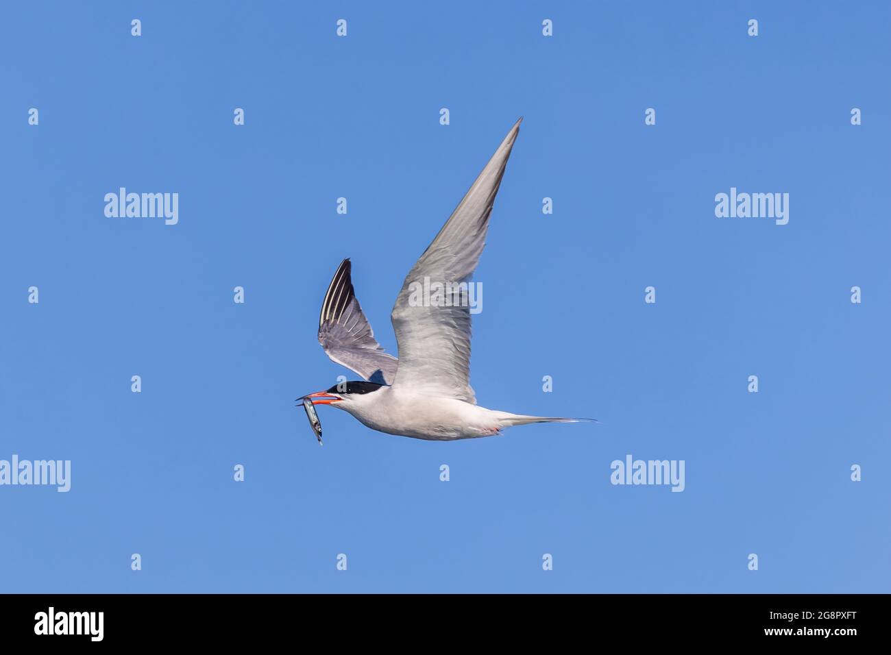 A roseate tern (Sterna dougallii) in flight carries a sand eel (fish ...
