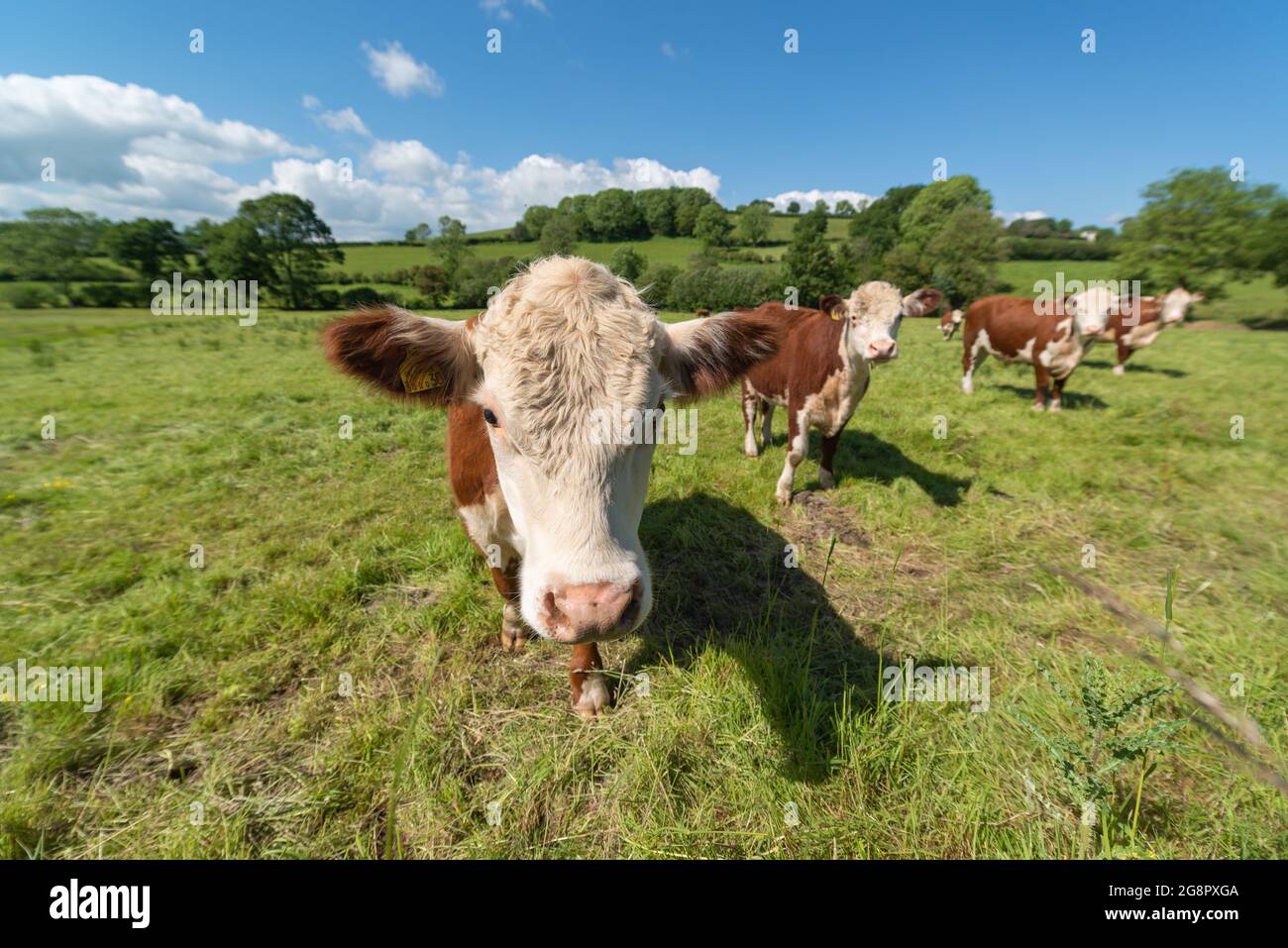 Hereford beef cattle hi-res stock photography and images - Alamy