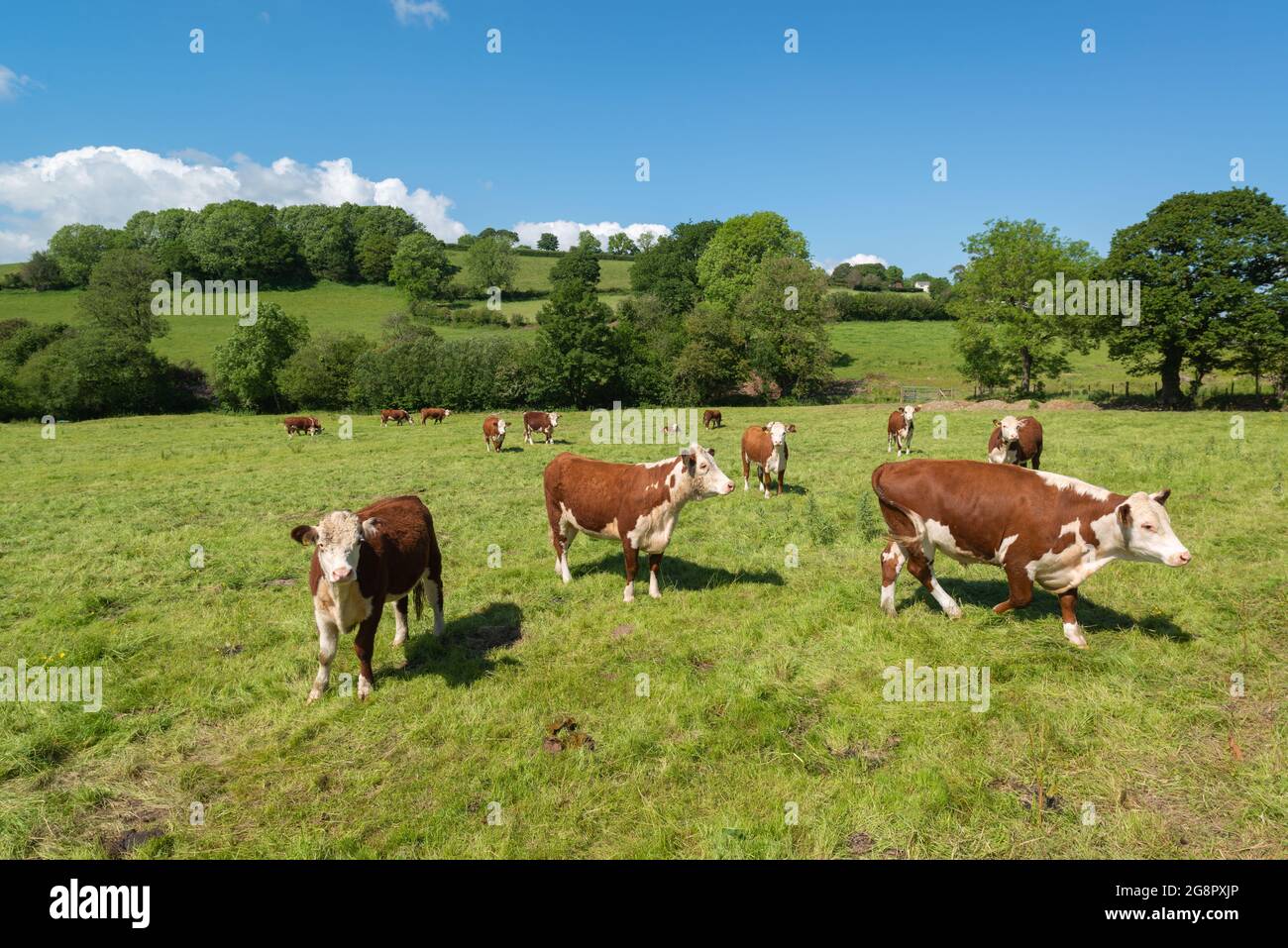 Hereford cattle uk hi-res stock photography and images - Alamy