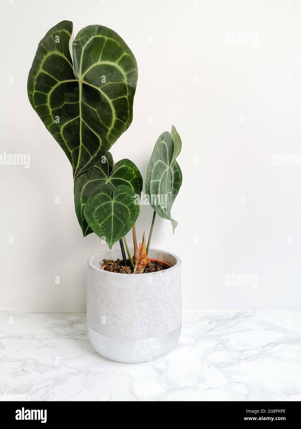 Velvet cardboard anthurium hi-res stock photography and images - Alamy
