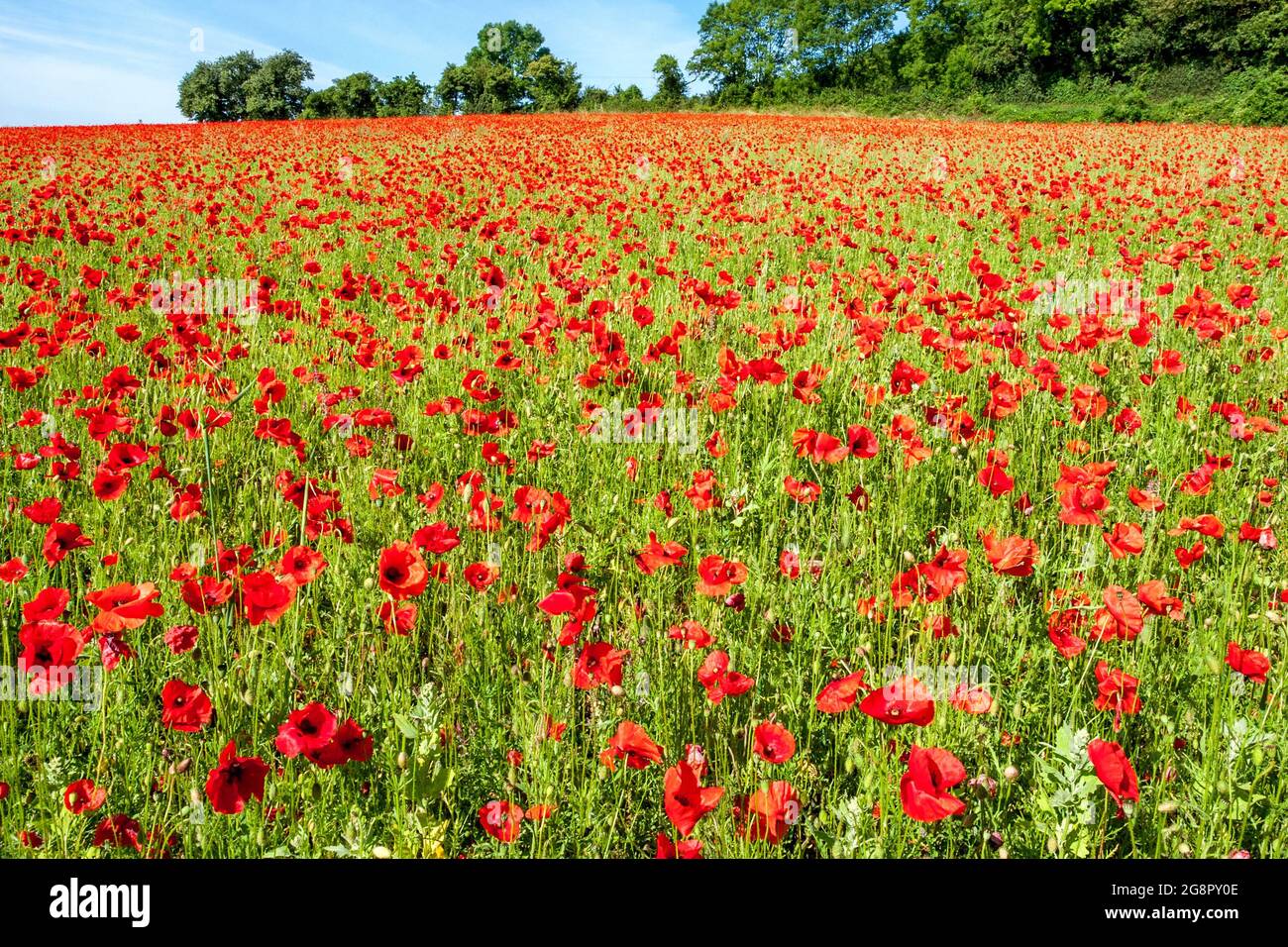 Field of Common Poppy Papaver rhoeas in Kent UK Stock Photo - Alamy