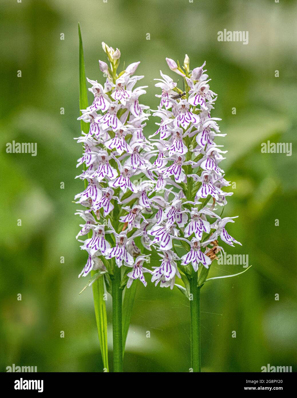 A pair of Common Spotted Orchid flowers in a grassy meadow at Ashton ...