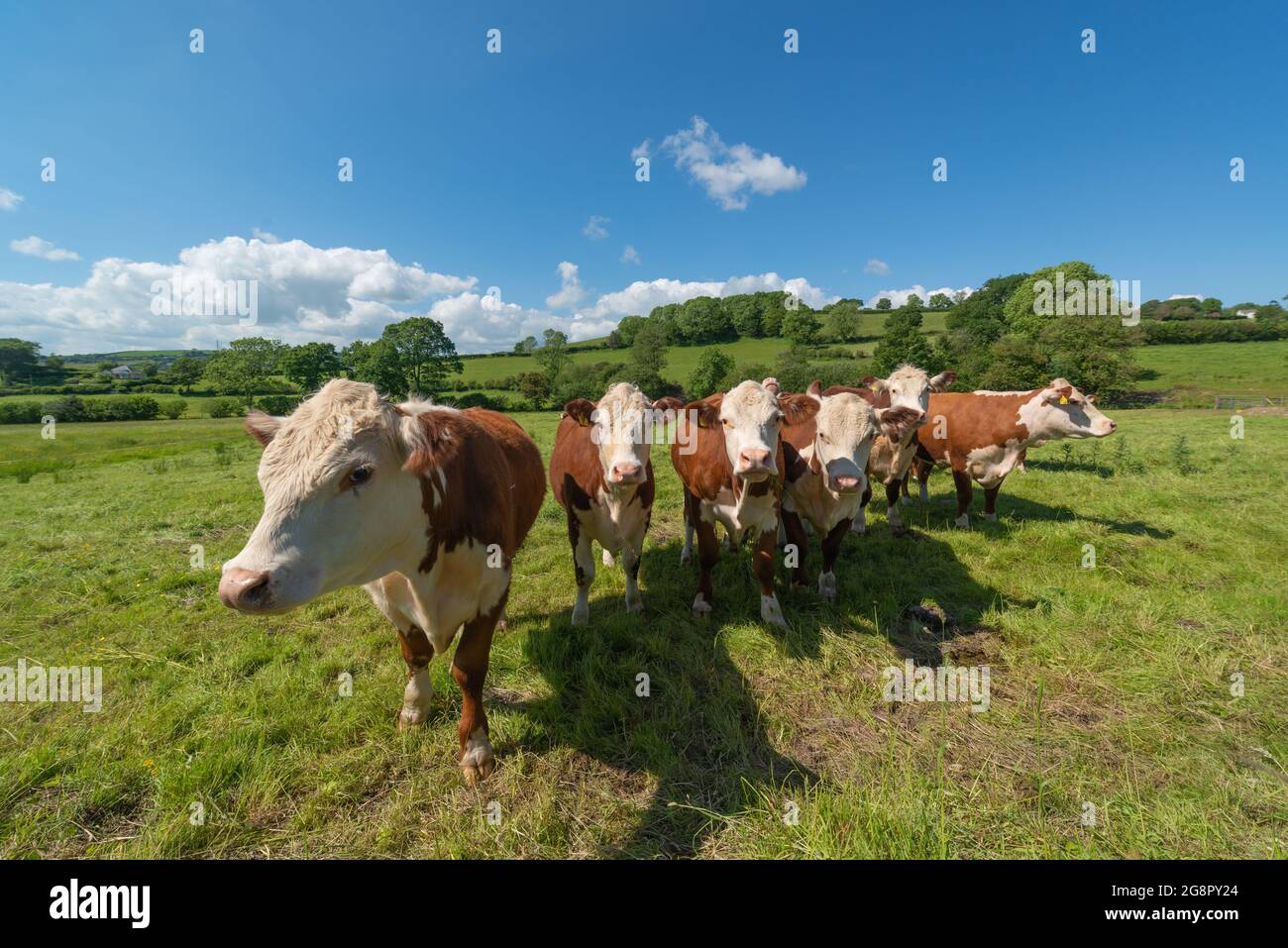 Hereford beef hi-res stock photography and images - Alamy