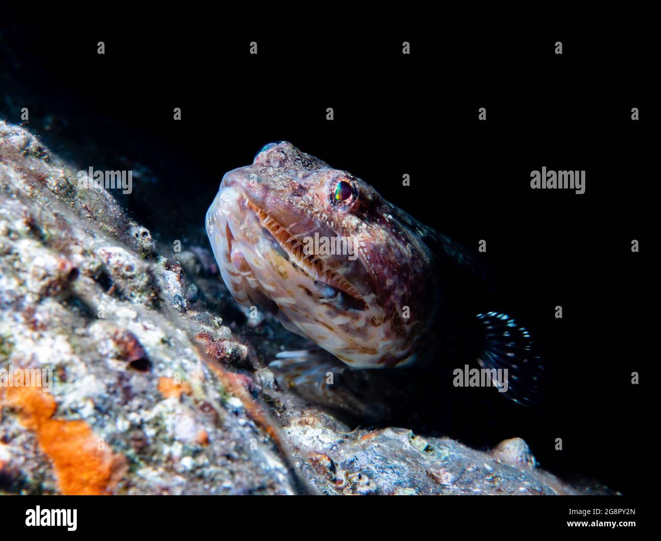 Atlantic lizardfish Synodus saurus in a close-up, Madeira, Portugal ...