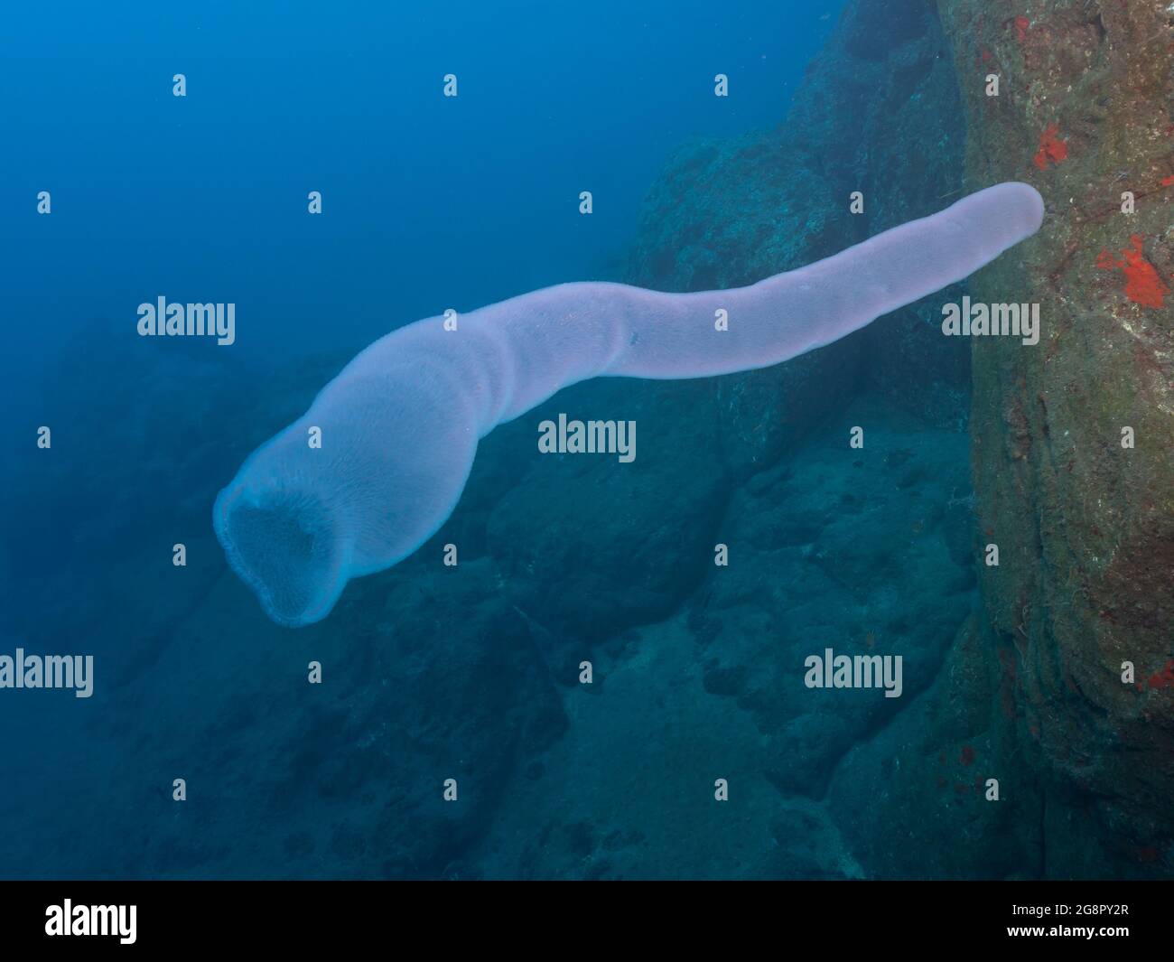 Fire Salps ( Pyrosomatida) in the open water of the Atlantic Ocean ...
