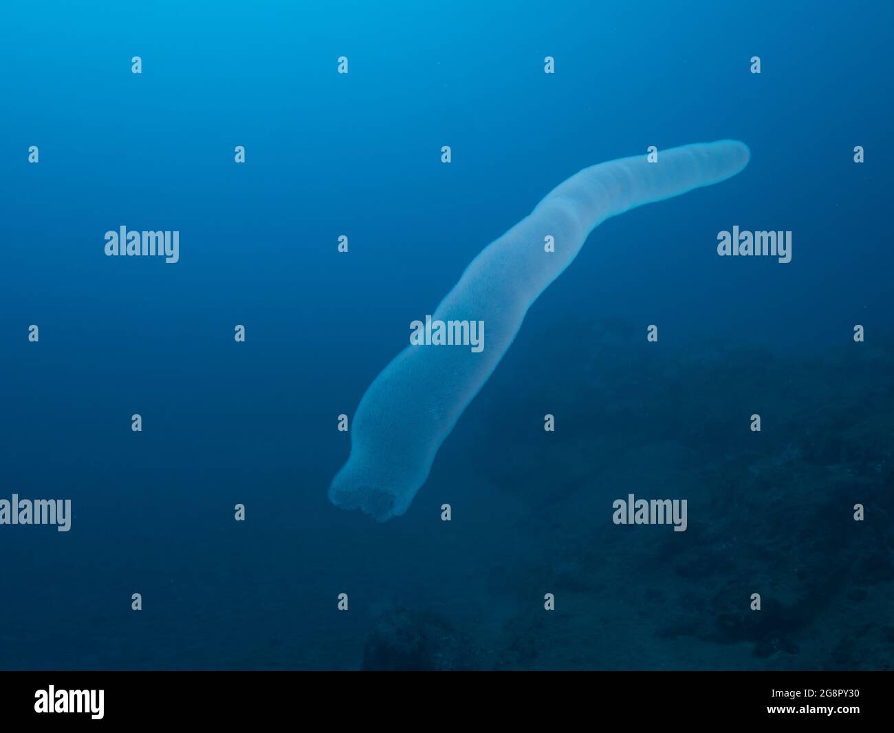 Fire Salps ( Pyrosomatida) in the open water of the Atlantic Ocean ...