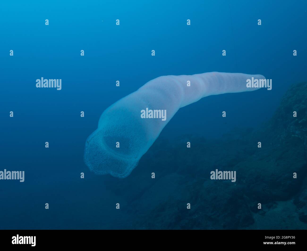 Planktonic hi-res stock photography and images - Alamy