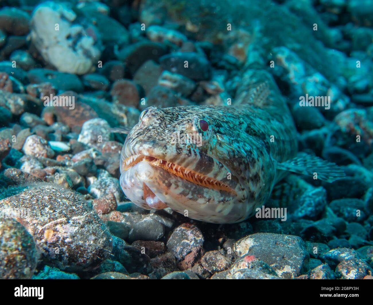Atlantic lizardfish Synodus saurus in a close-up, Madeira, Portugal ...