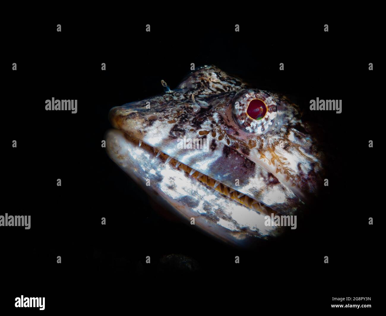 Atlantic lizardfish Synodus saurus in a close-up, Madeira, Portugal ...