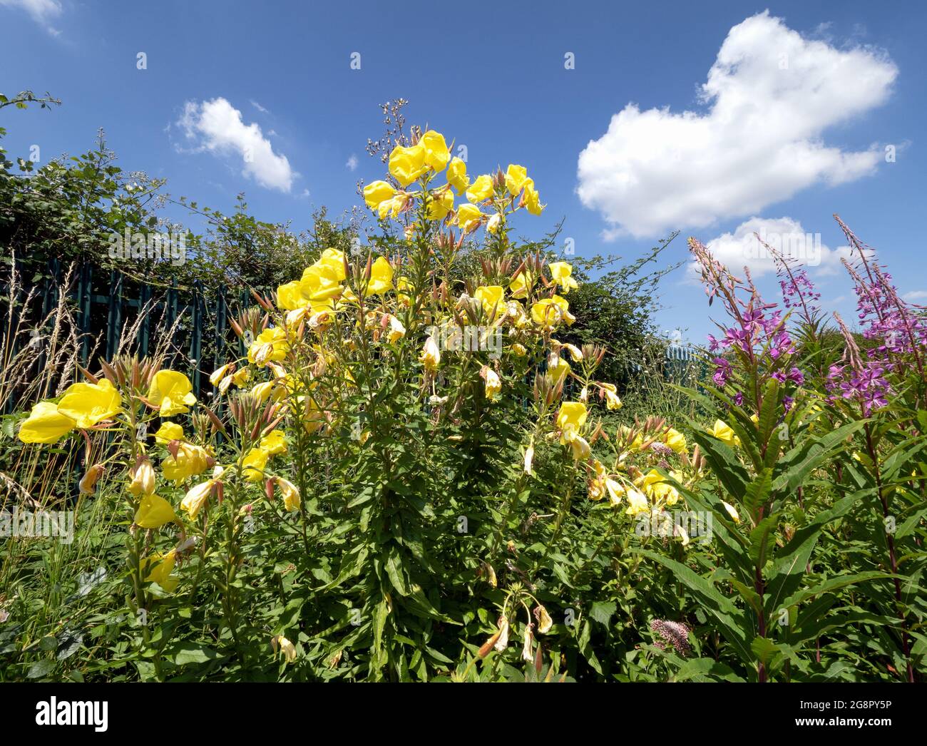 Common Evening Primrose Oenothera biennis growing as a weed with ...
