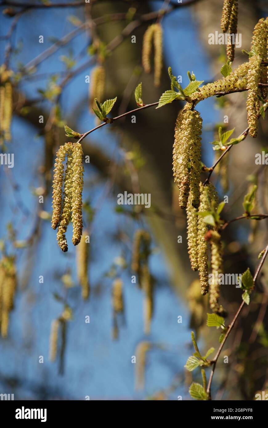 Birch tree flowers hi-res stock photography and images - Alamy