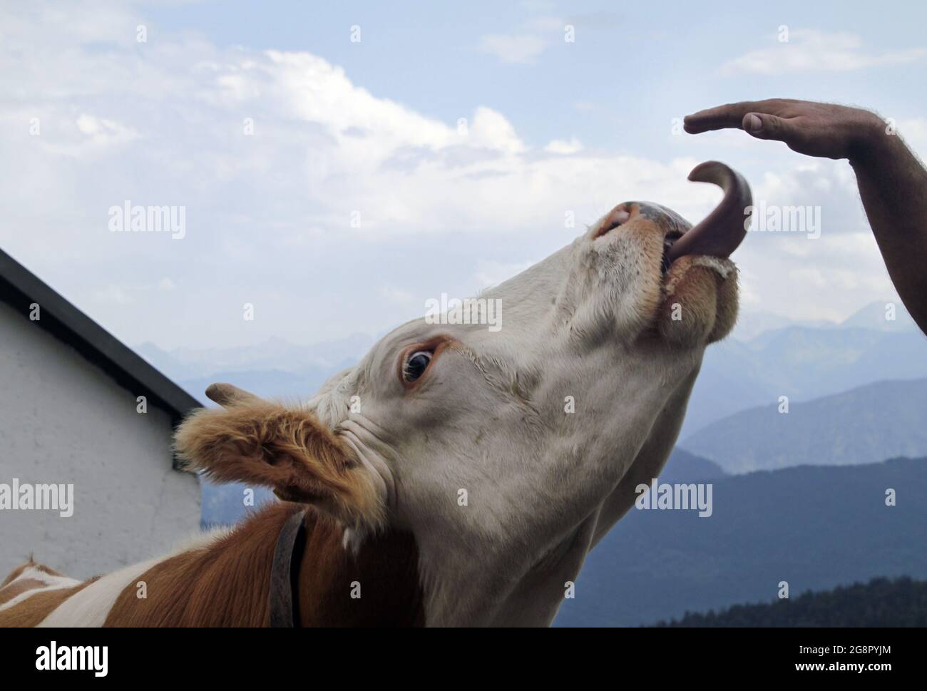 Closeup shot of a cow licking towards a human hand Stock Photo - Alamy