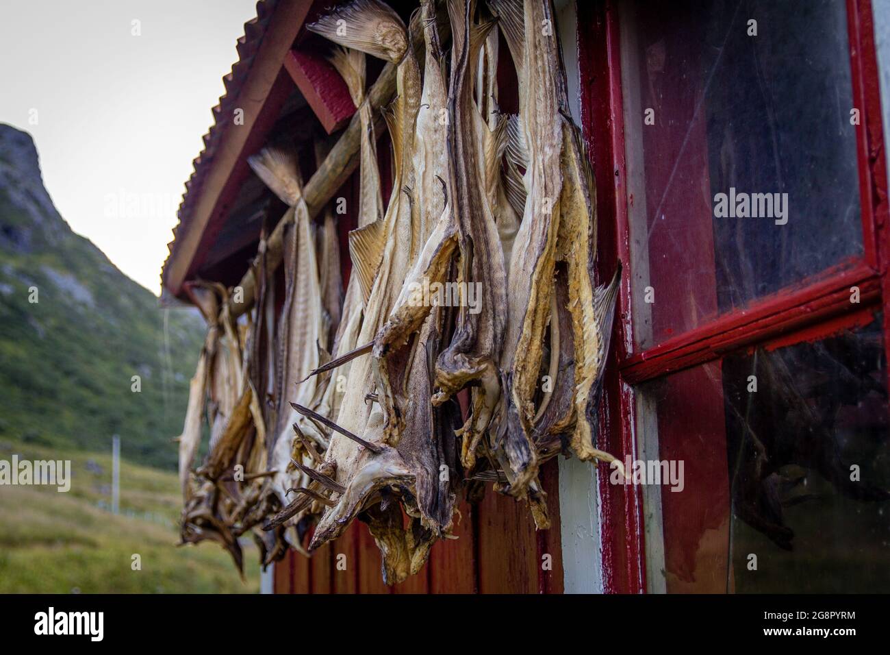 Closeup of dried fish hanging from the house roof. Lofoten Islands ...