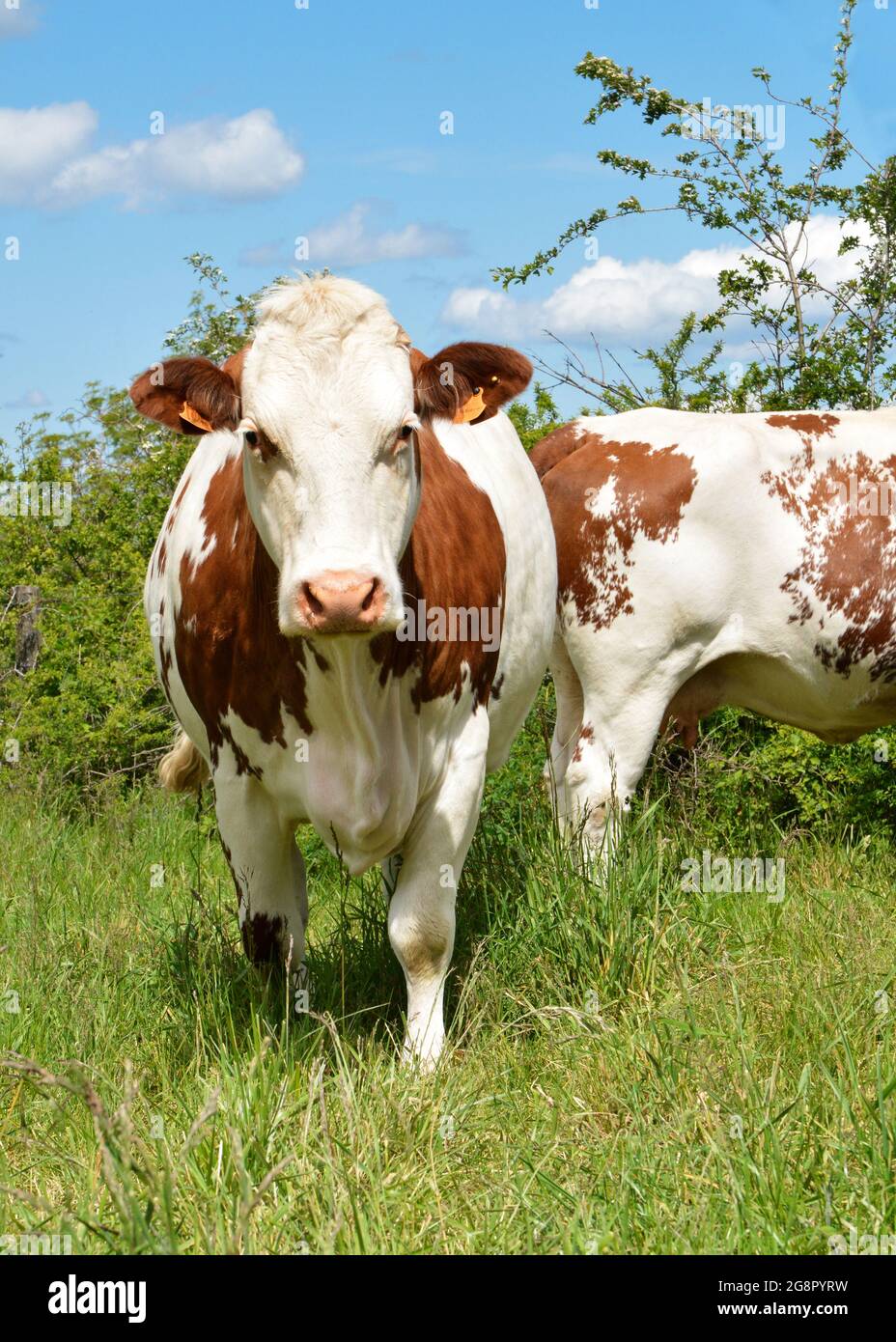 Montbeliarde Cattle