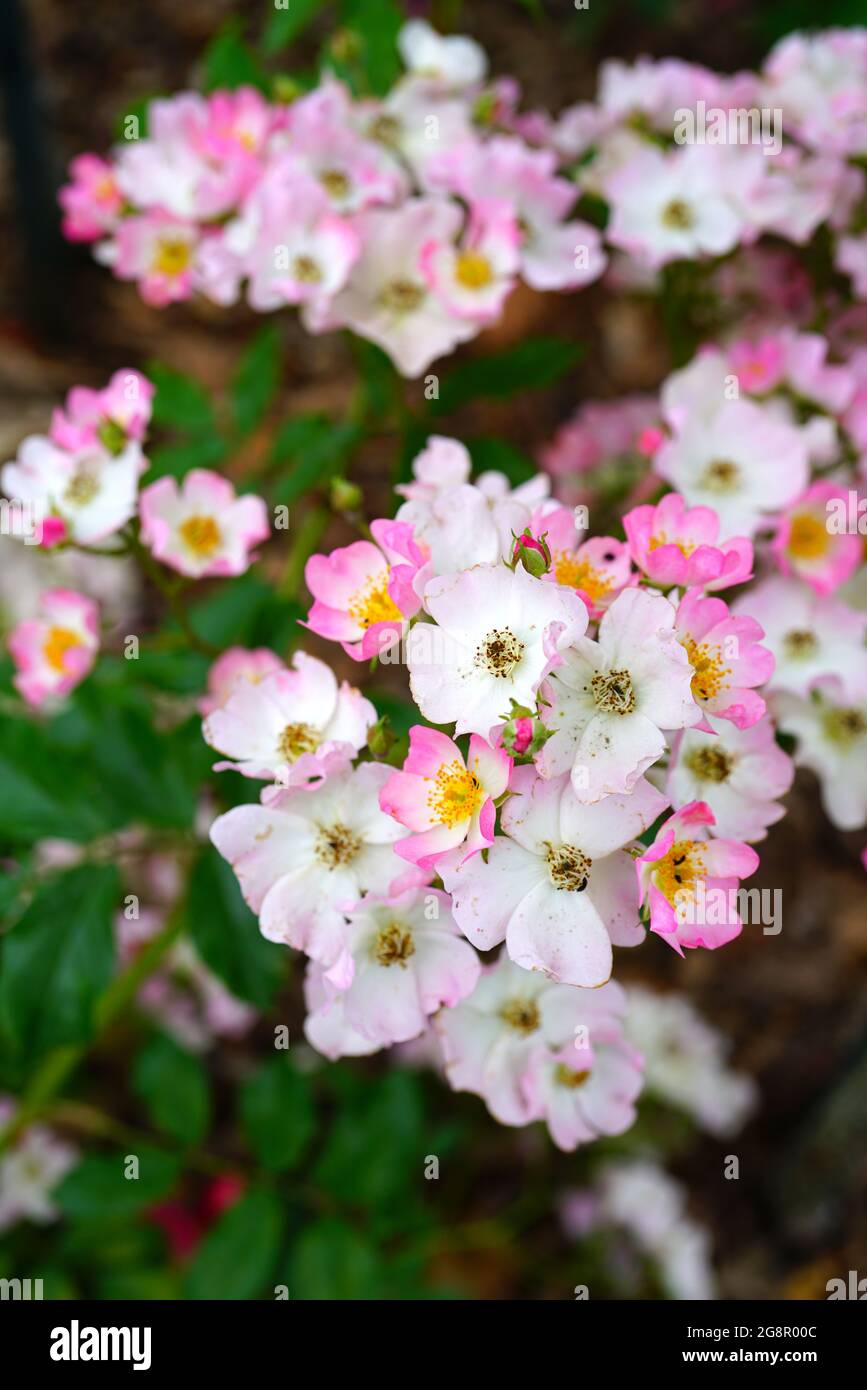 Pink ballerina musk rose flowers Stock Photo - Alamy