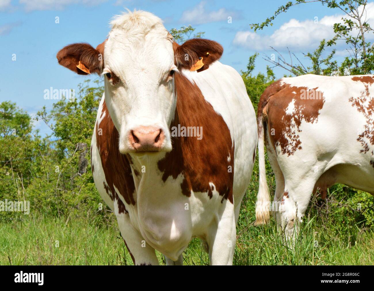 Montbeliarde Cattle