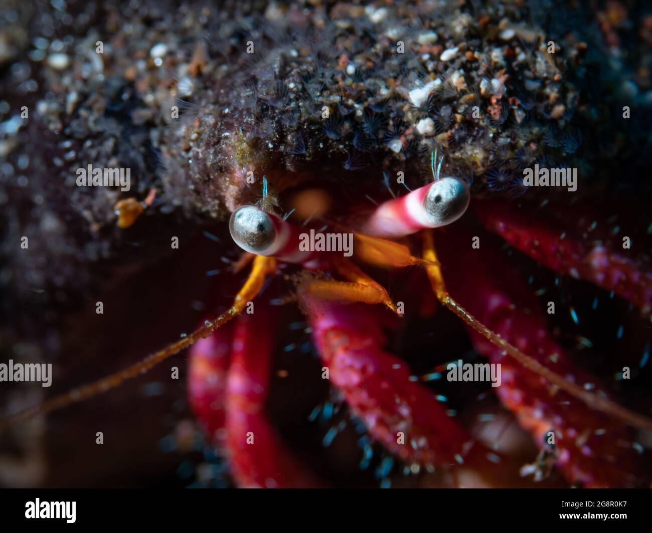 Large red hermit crab (Dardanus calidus ) , Close up , Madeira ...