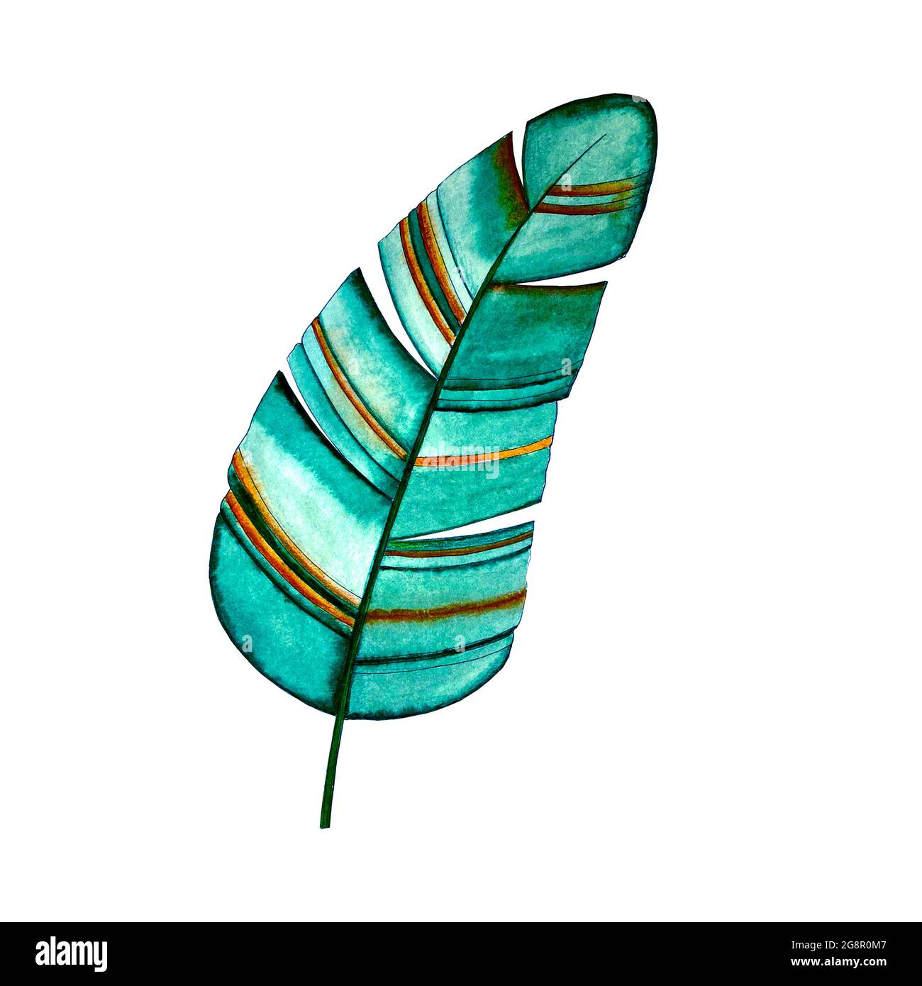 Tropical Drawings Tumblr