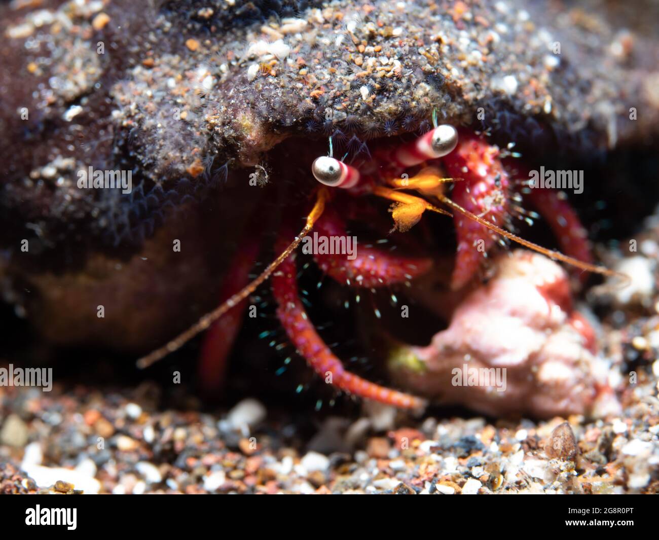 Large red hermit crab (Dardanus calidus ) , Close up , Madeira ...