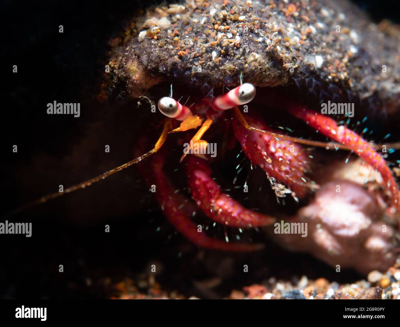 Large red hermit crab (Dardanus calidus ) , Close up , Madeira ...