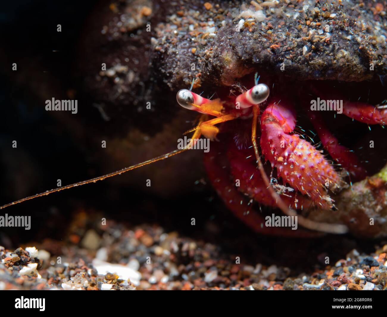 Large red hermit crab (Dardanus calidus ) , Close up , Madeira ...