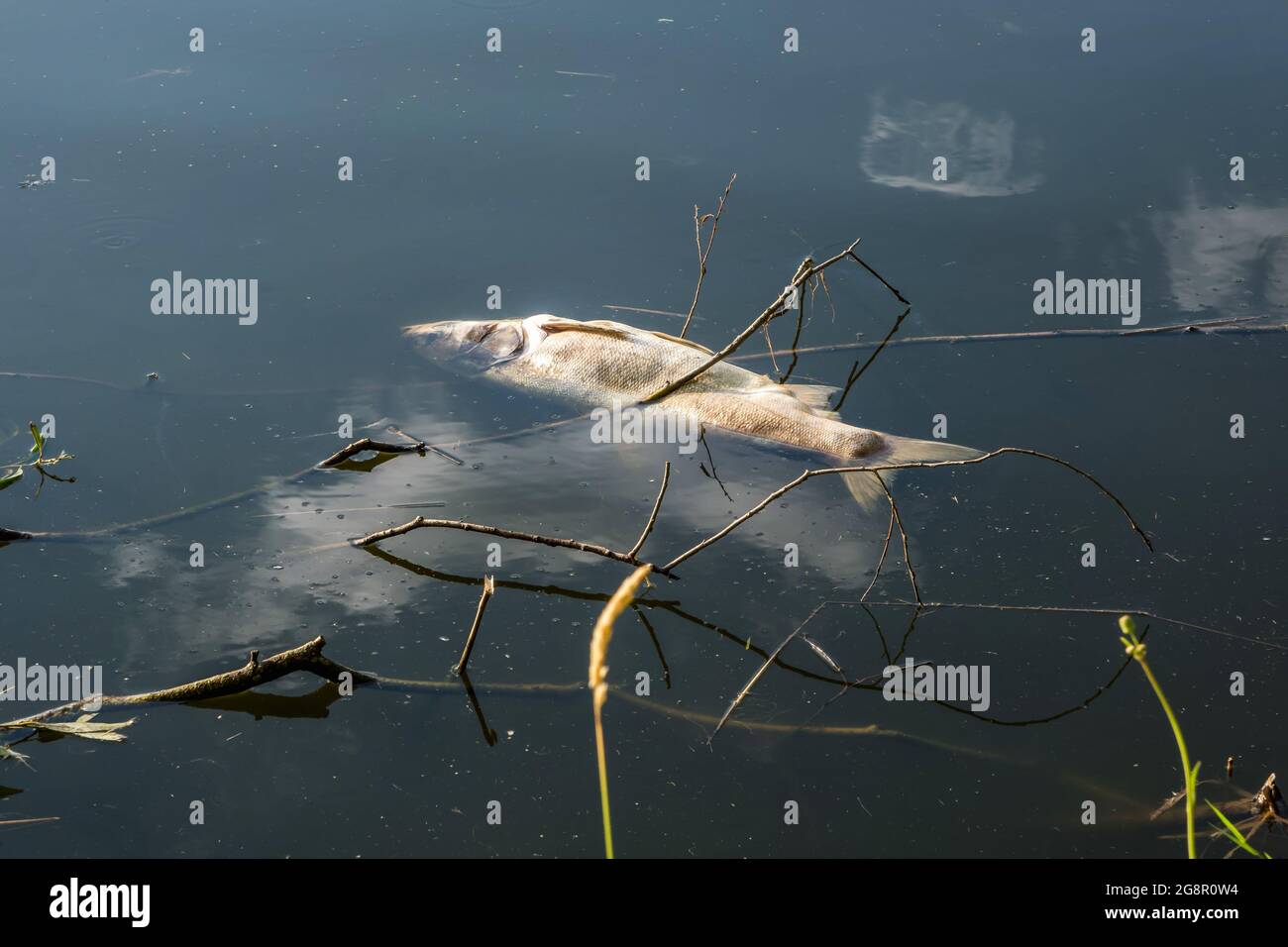 dead rotten fish on shore of polluted lake. ecological disaster and ...