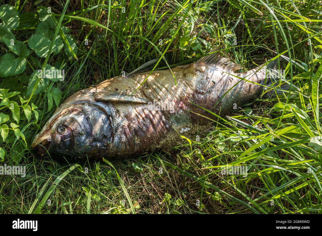 dead rotten fish on shore of polluted lake. ecological disaster and ...