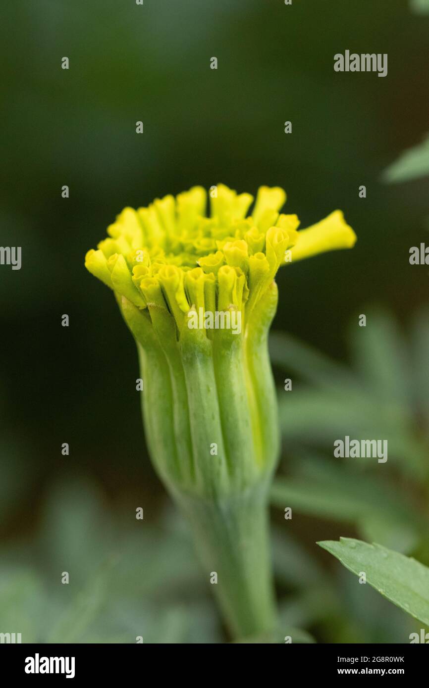 Yellow and gold mums hi-res stock photography and images - Alamy
