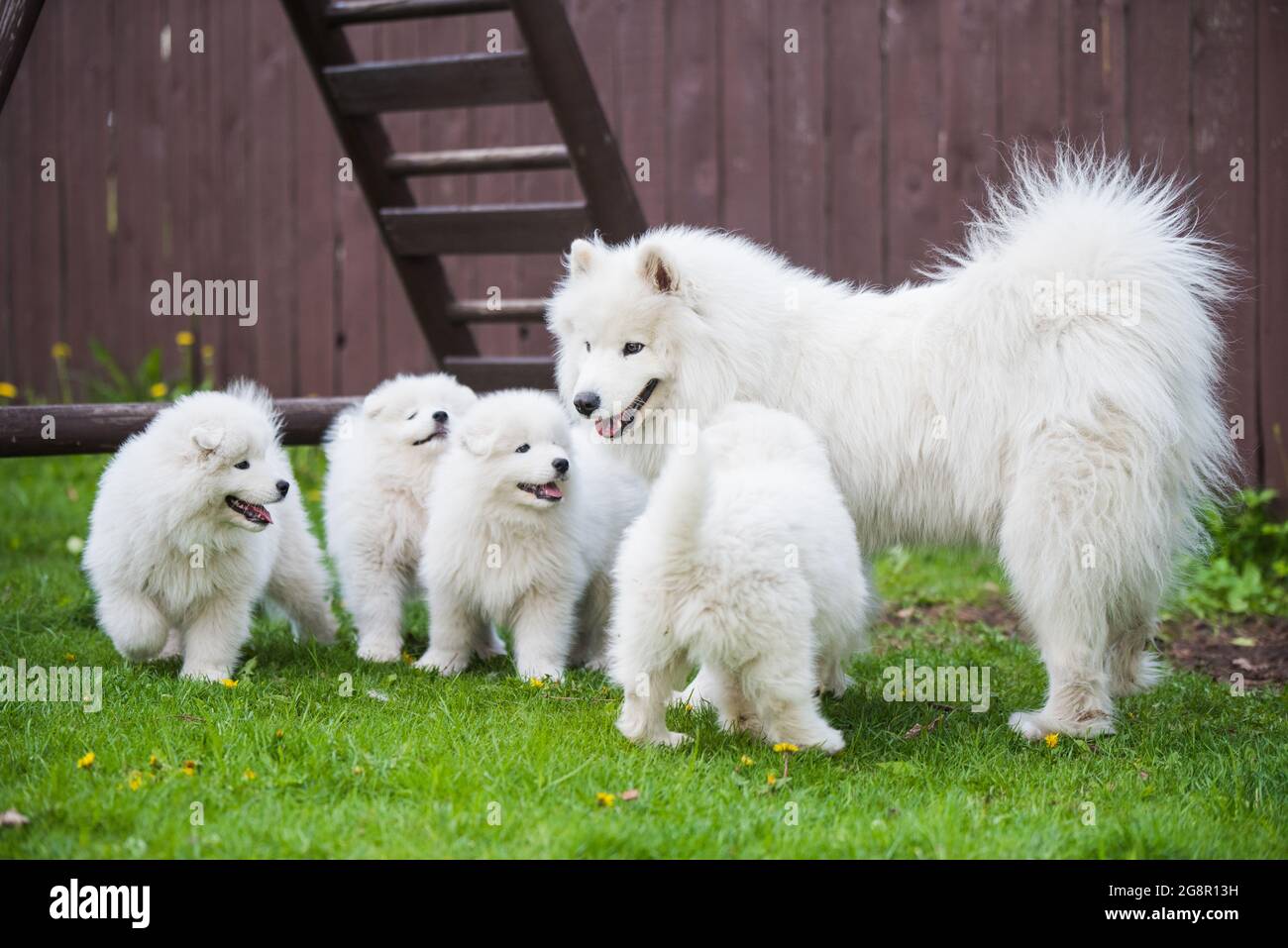 Female Samoyed dog with puppies walk on grass Stock Photo - Alamy