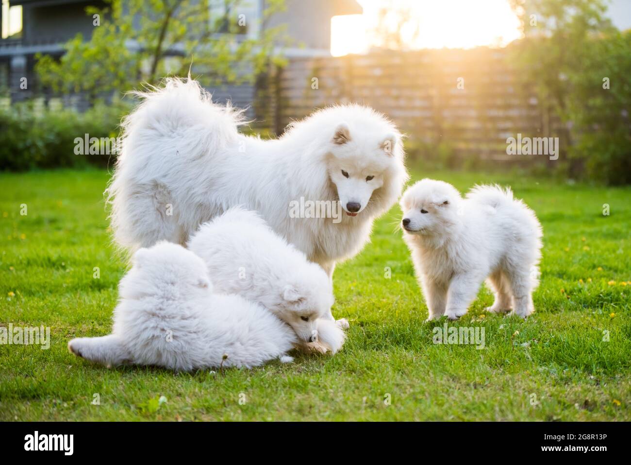 Female Samoyed dog with puppies walk on grass Stock Photo - Alamy