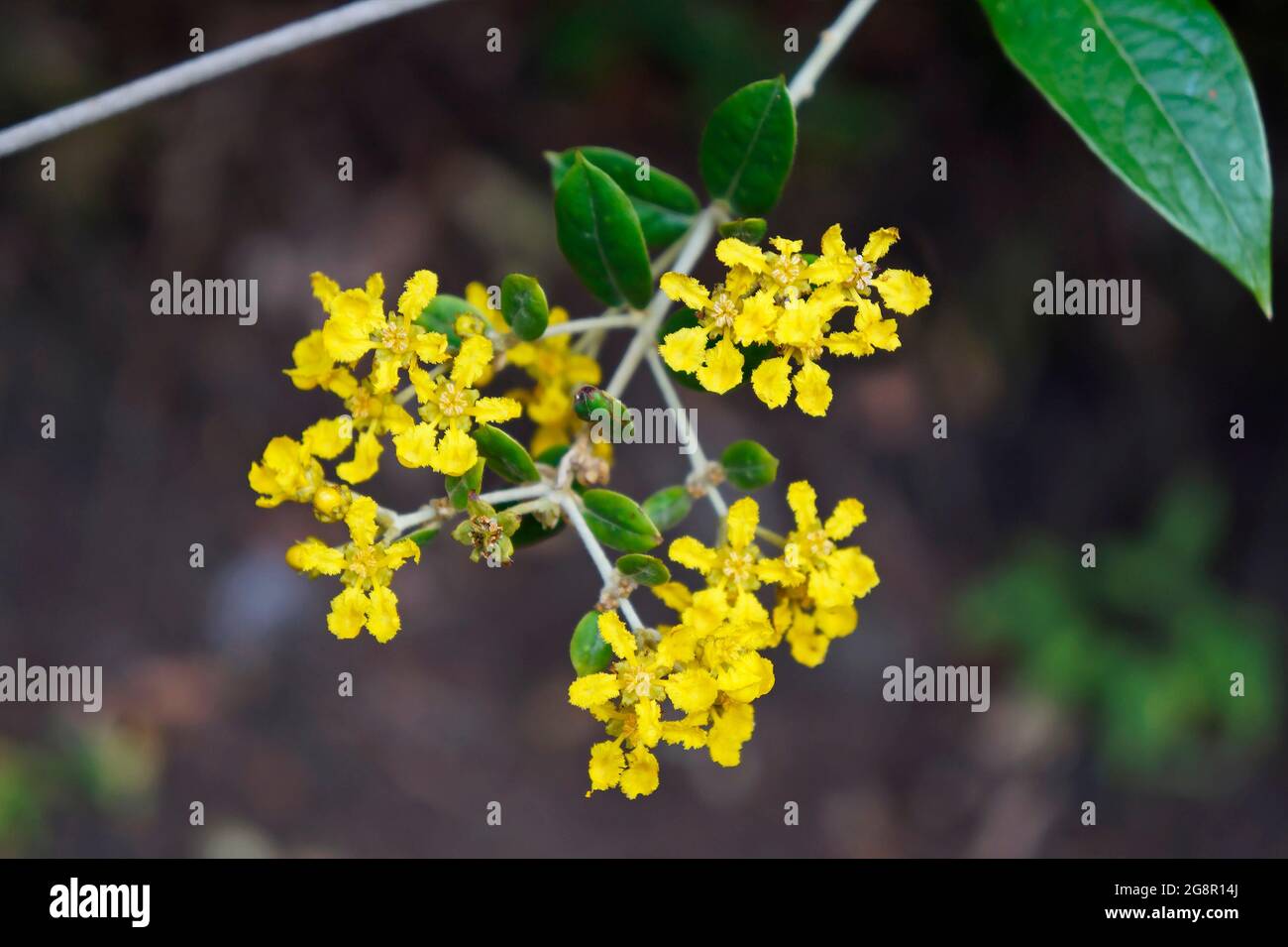 Yellow wild flowers hi-res stock photography and images - Alamy